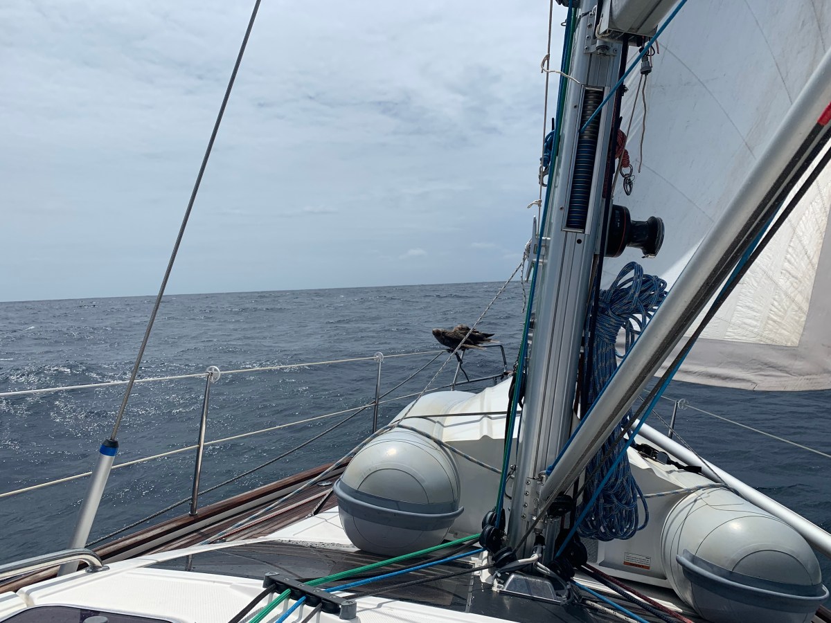 Little Ibex‘ Log from Panama to Galapagos – Sailing Ibex